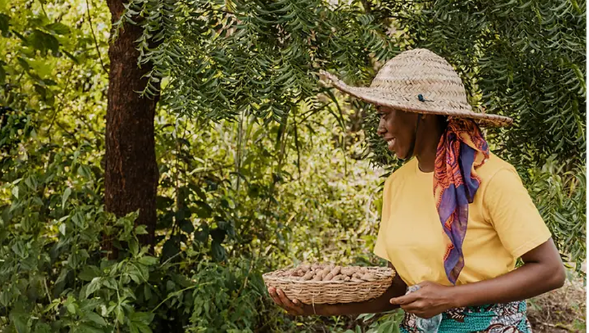 Inside a Mac Nut Farm in Kenya | Elgon Nuts