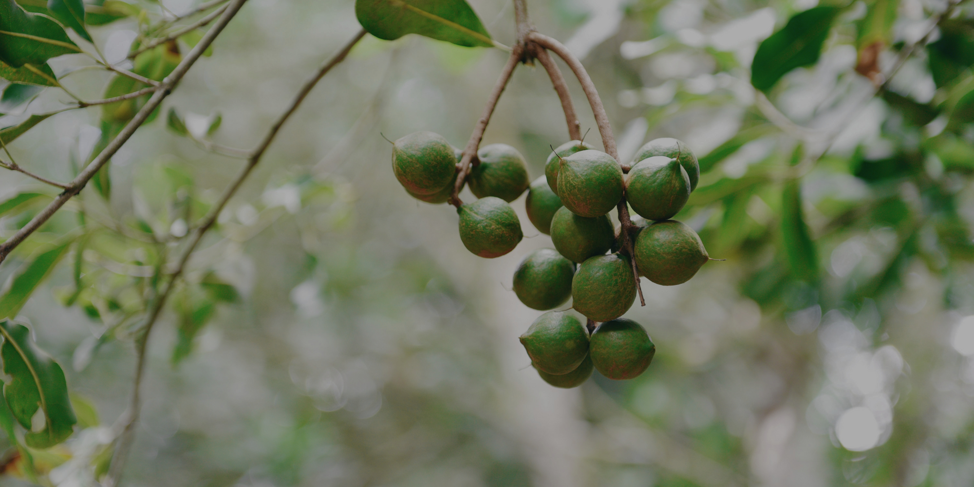 Premium Macadamia Nuts - Bulk and Retail – Elgon Nuts